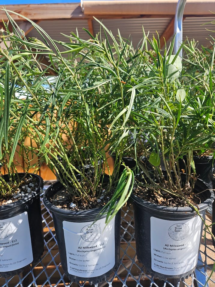 Shop for native plants in Tucson | Four Arrows Garden